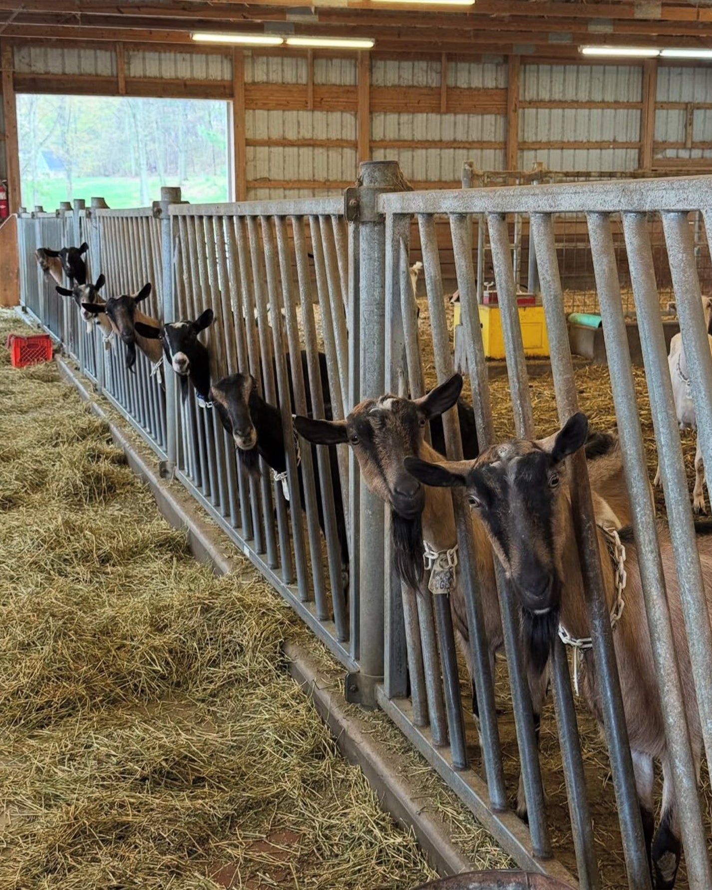 Goat Rodeo Farm & Dairy
